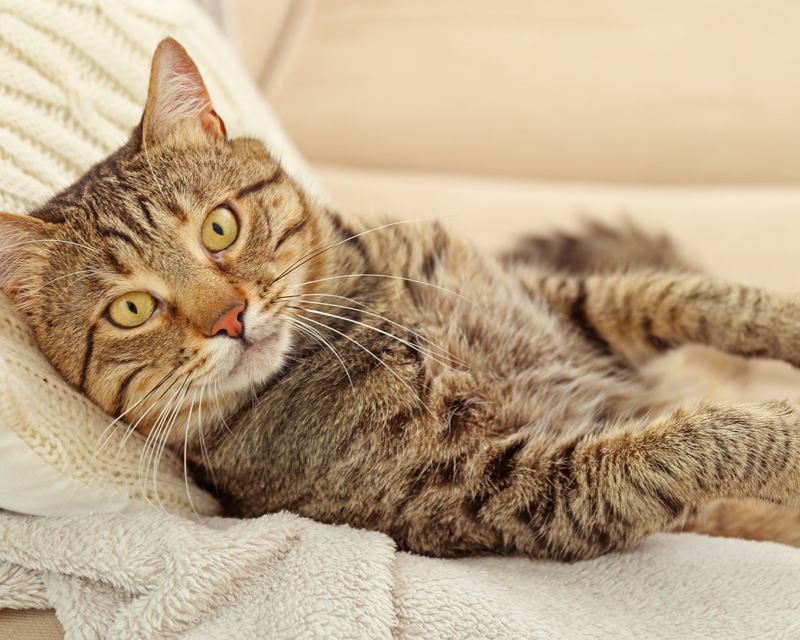 Har katten diabetes? Information om behandling - My Happy Pet